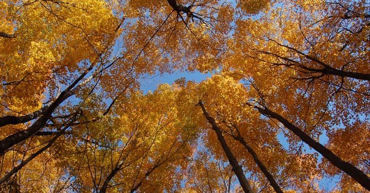 Fall Foliage in Indianapolis | State Parks Leaf watching | Visit Indy